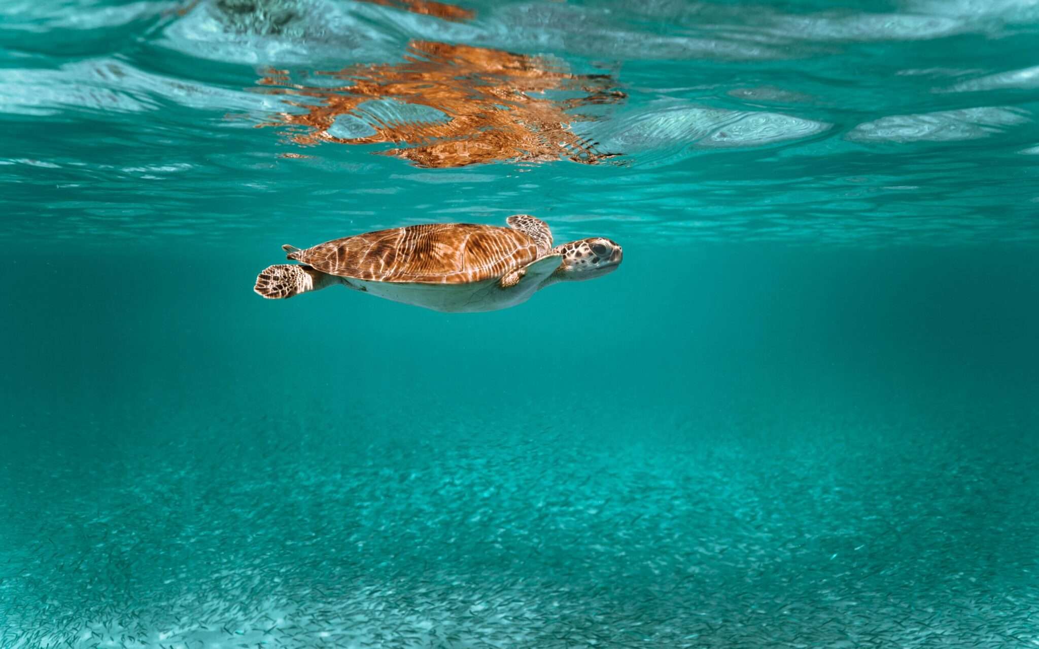 UNWTO（国連世界観光機関）とは｜SDGsへの取り組みと活用方法